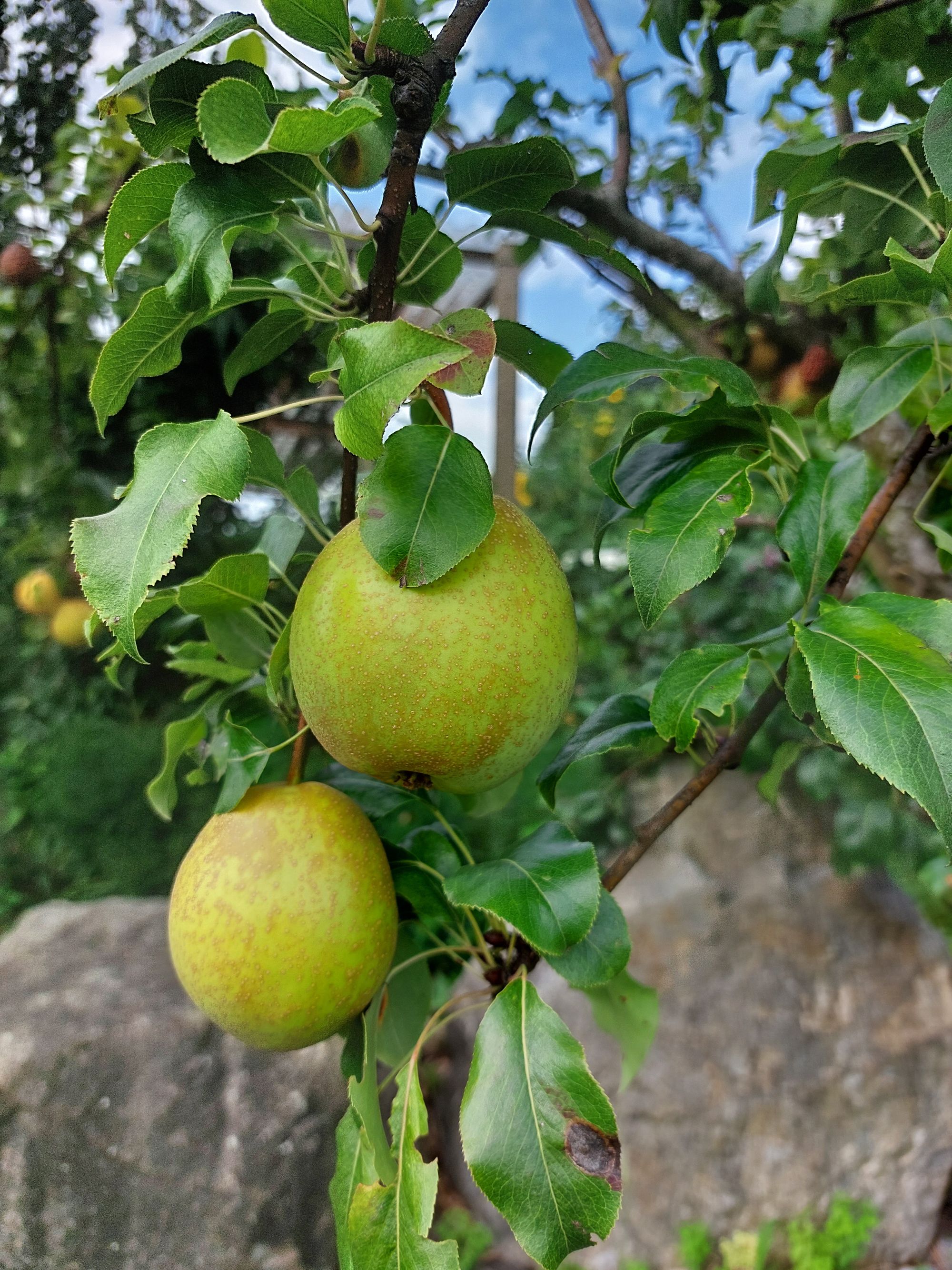 Zu Besuch in der Bio Baumschule Rombach in Wagenstadt